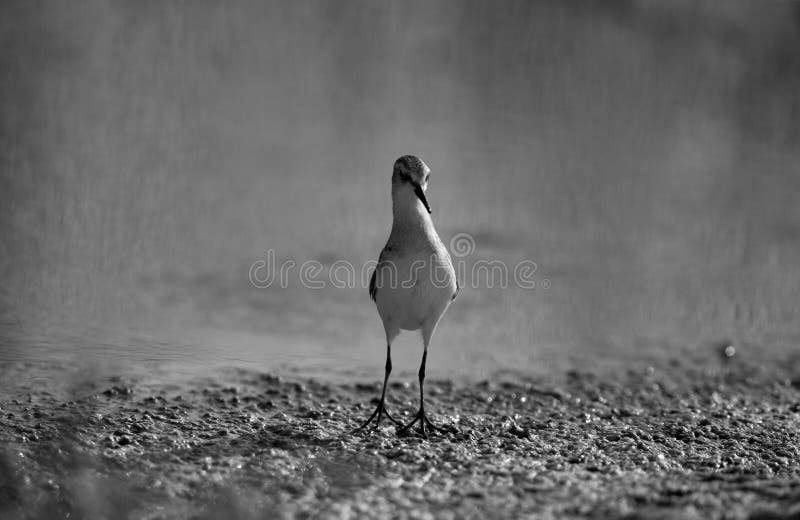 Little Stint at Asker Marsh, Bahrain Stock Photo - Image of minuta ...