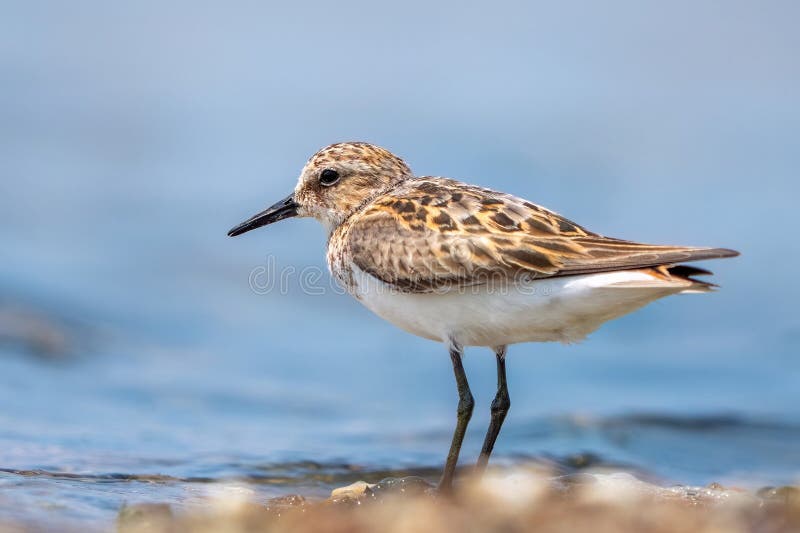 Little Stint Bird Feeding by the Water Stock Illustration ...