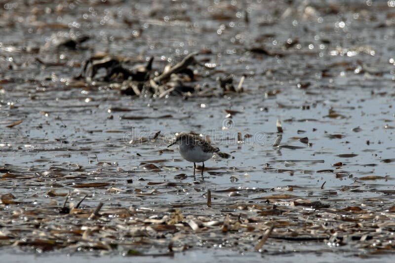 Little Stint, Calidris Minuta Stock Photo - Image of wild, mirror ...