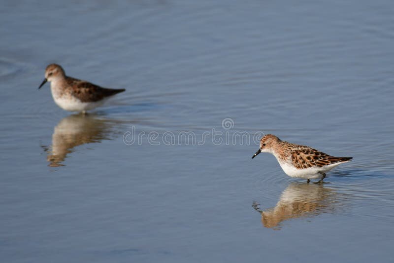 Little Stint Calidris Minuta in the Wild Stock Photo - Image of minuta ...