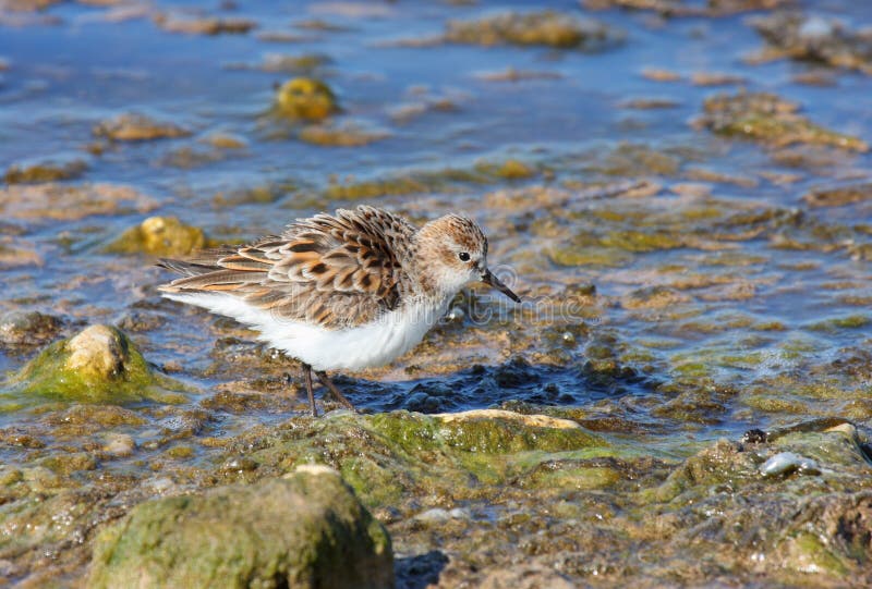 Little Stint feeding stock image. Image of animal, isolated - 14328805