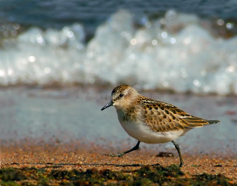 Little Stint at the Shoreline Stock Photo - Image of shoreline ...
