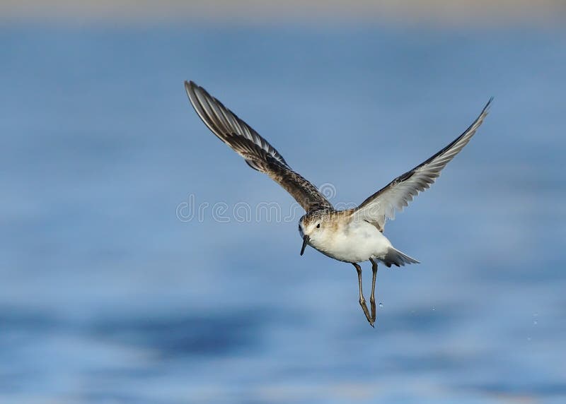 Little Stints Flying stock image. Image of wildlife, nature - 51792877