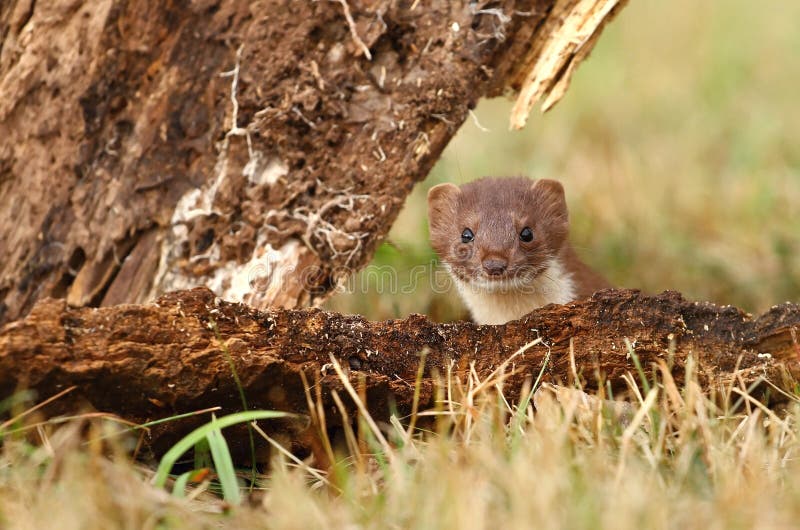 Little stoat stock photo. Image of cute, carnivore, mustela - 61642828
