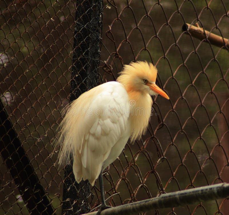 Little stork description stock image. Image of eagle - 337521263