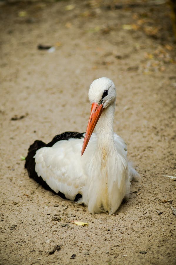 A little stork stock photo. Image of bird, close, water - 72057344