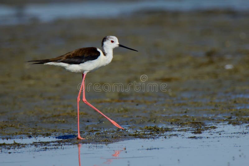 Stork in the water stock image. Image of beak, green - 202924719
