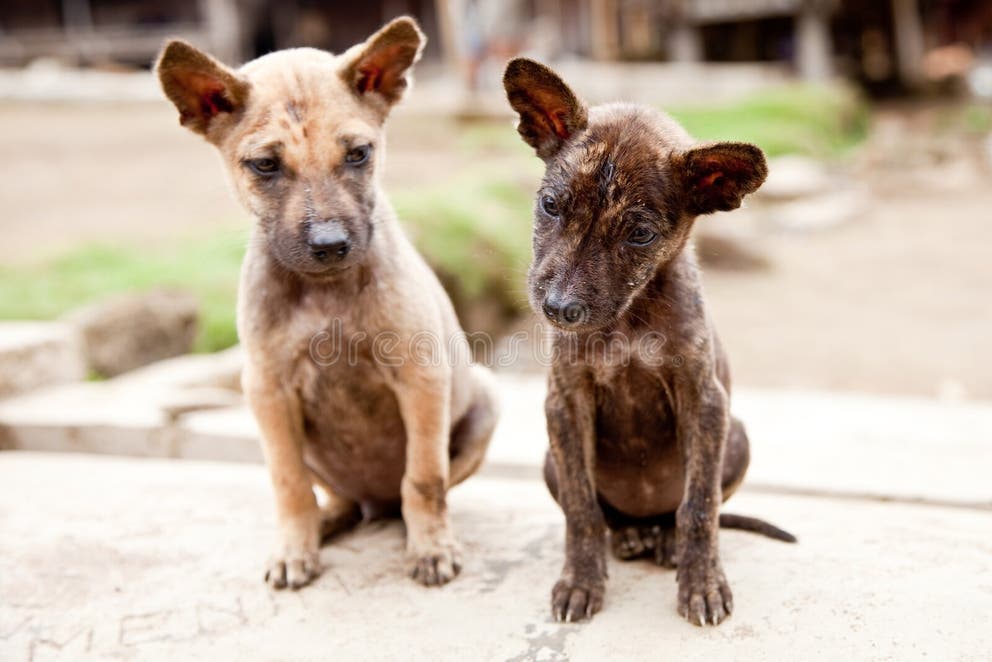 Little stray dogs stock photo. Image of pets, asian, stray - 11009528
