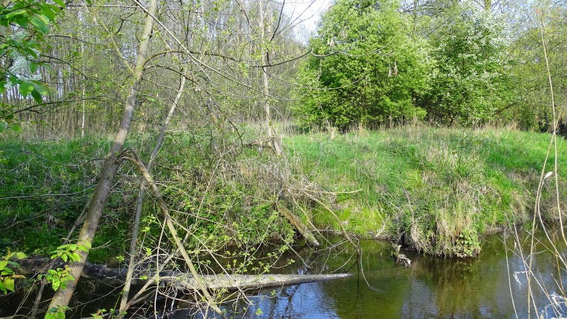 Little Stream in the Deep Forest in the Spring Stock Image - Image of ...