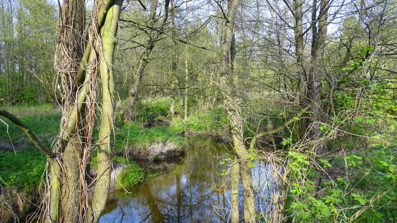 Little Stream in the Deep Forest in the Spring Stock Image - Image of ...