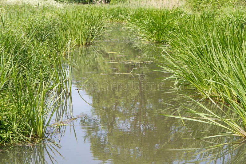 A little stream stock image. Image of meadow, spring - 93889363