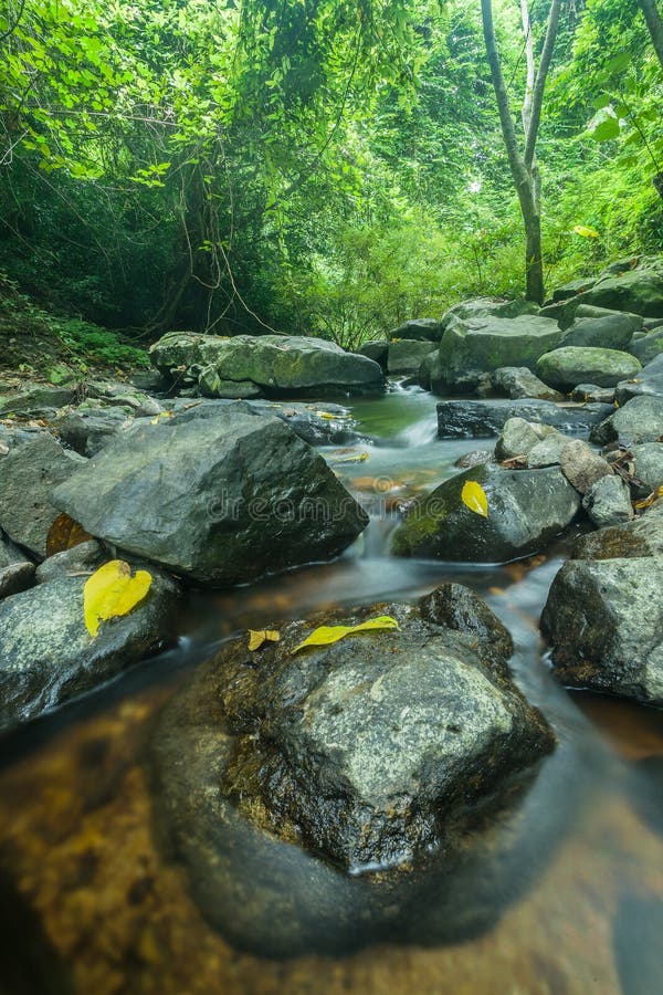 Little Stream stock photo. Image of environment, lush - 43339102