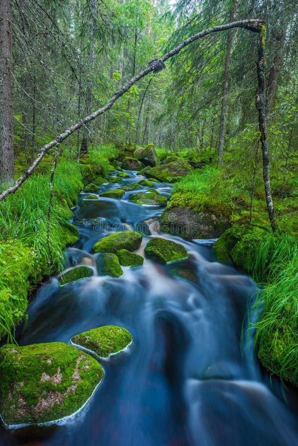 Little stream stock photo. Image of season, creek, forest - 64527804