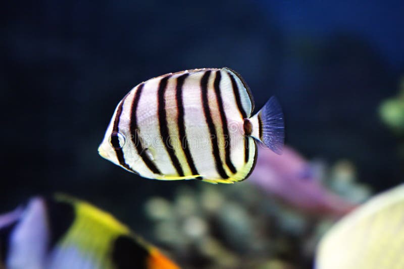 Little striped fish stock photo. Image of fish, life - 12313066