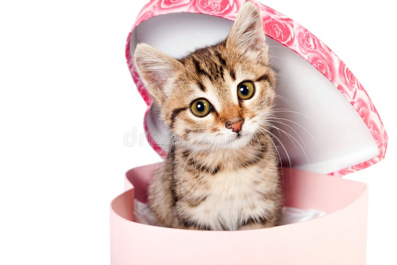 Little Striped Kitten Sits in a Box Stock Photo - Image of playing ...