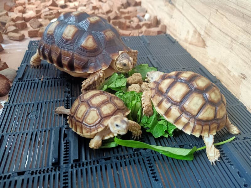 Little Sulcata Turtle stock photo. Image of snake, fish - 228373520