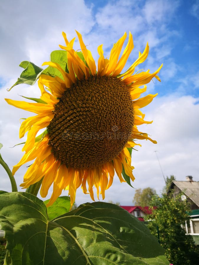 Little sun Sunflower stock image. Image of pollen, petal - 237199973