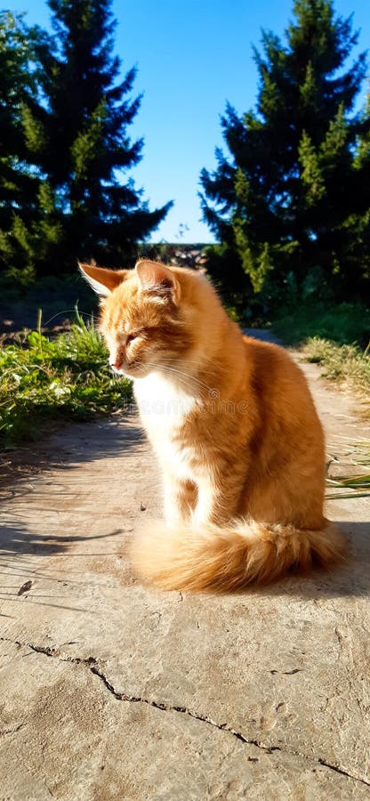 Little sunny cat stock photo. Image of sunny, animal - 213196562