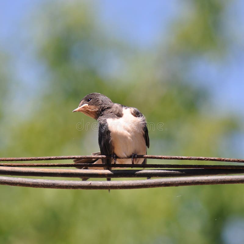 Little swallow stock image. Image of flight, cute, cold - 94413007