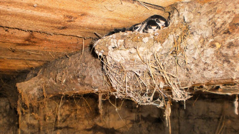 The Little Swallow Chicks in Nest, the Swallow`s Nest Stock Image ...
