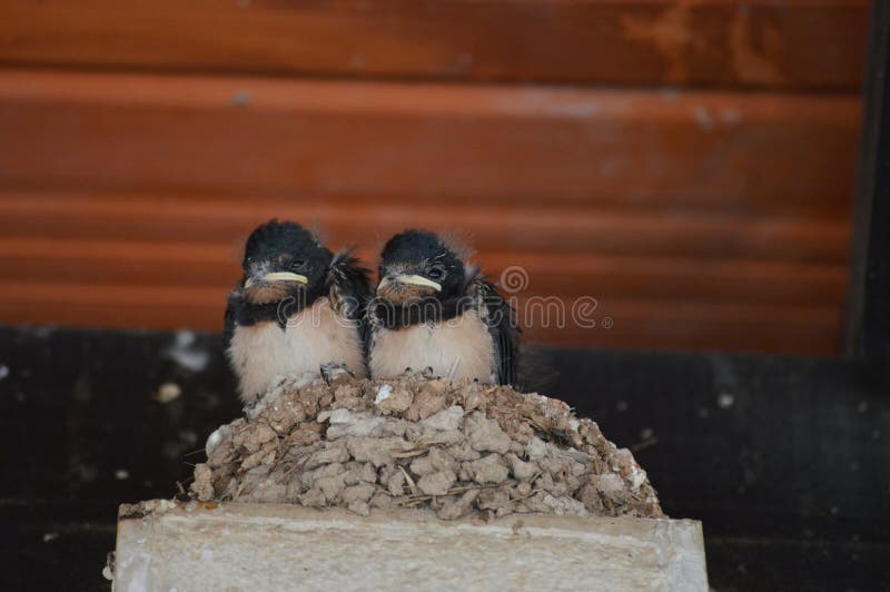 Little Swallows in the Nest Under the Roof Stock Image - Image of finch ...