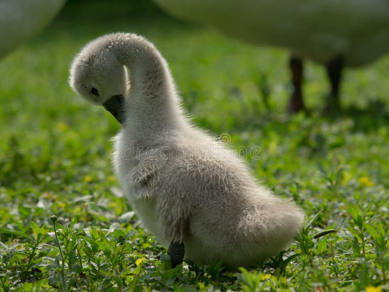 Little swan stock image. Image of soft, young, pretty - 25616059
