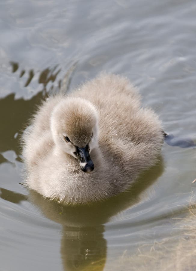 Little swan stock photo. Image of beautiful, downy, lake - 5049922