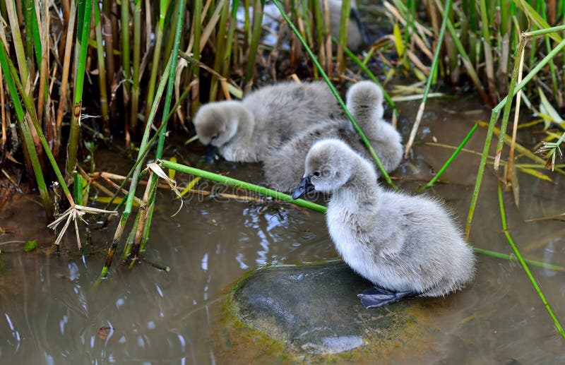 Little swan stock image. Image of sweetheart, goodlooking - 36152731