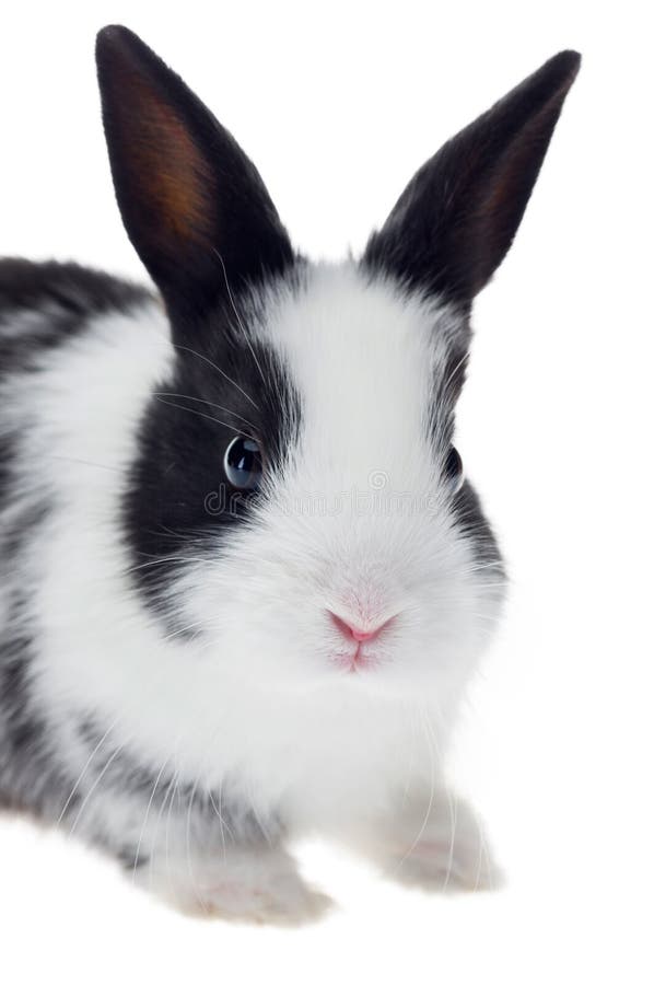 Little Sweet Bunny stock image. Image of rabbit, domestic - 38646779