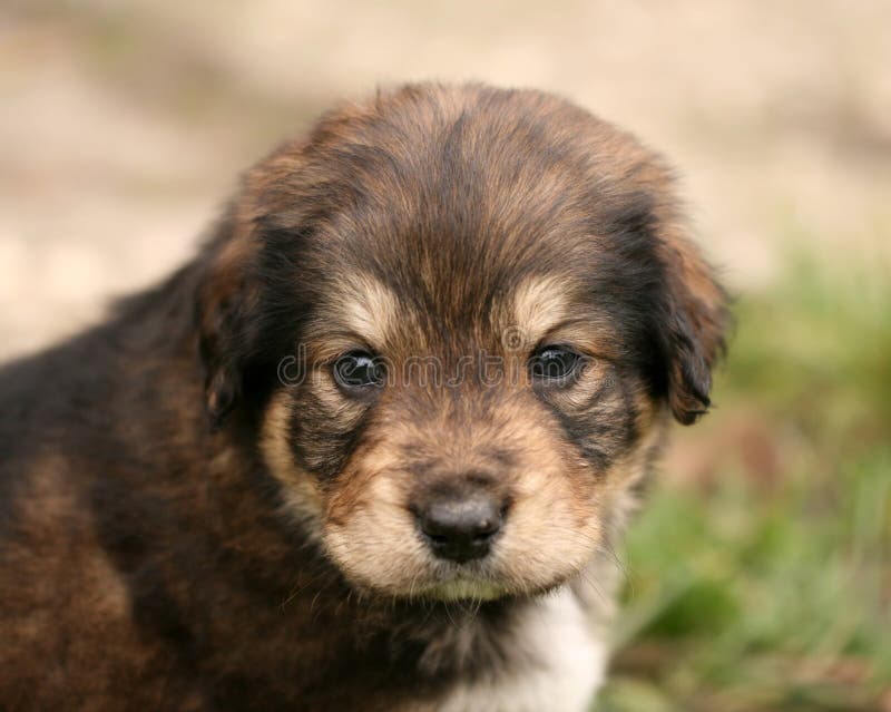 Little sweet puppy stock photo. Image of love, curious - 3499350
