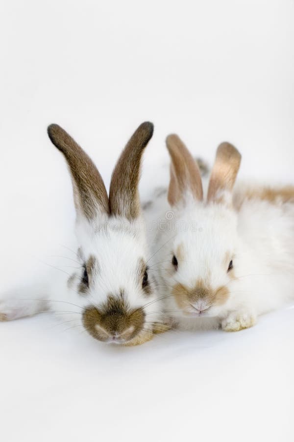 Sweet baby rabbits stock image. Image of isolated, tenderness - 3389375