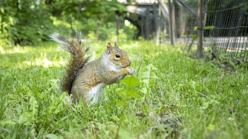 Little Sweet Squirrel Eating in the Grass Stock Photo - Image of ...