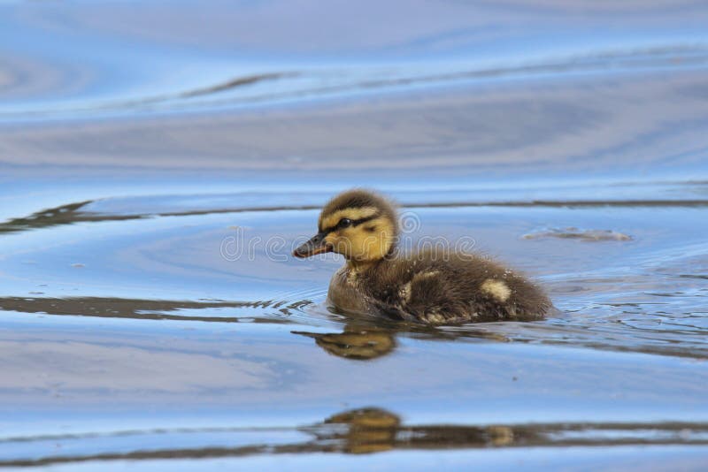 Little Swimming Duckling stock photo. Image of babies - 74262922