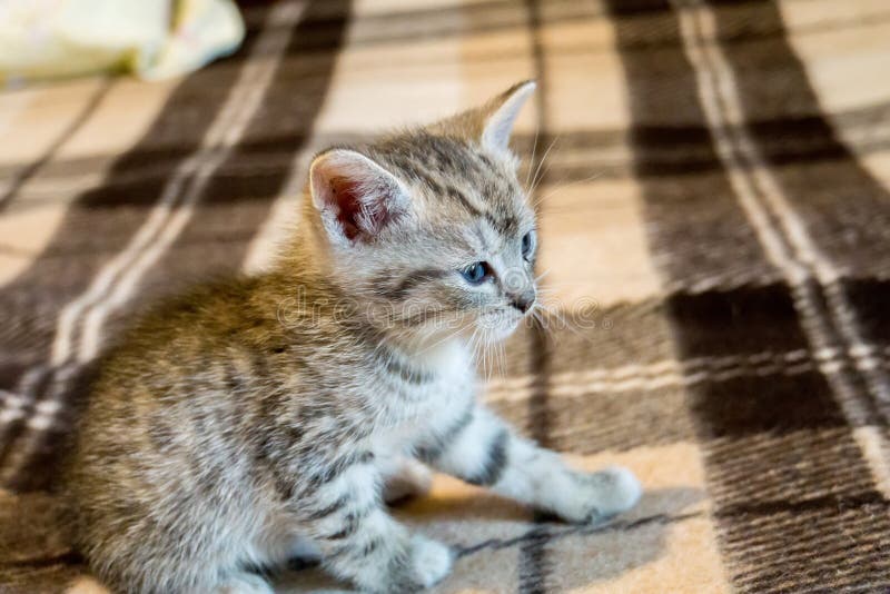 Little Tabby Kitten stock image. Image of grey, tabby - 71555393