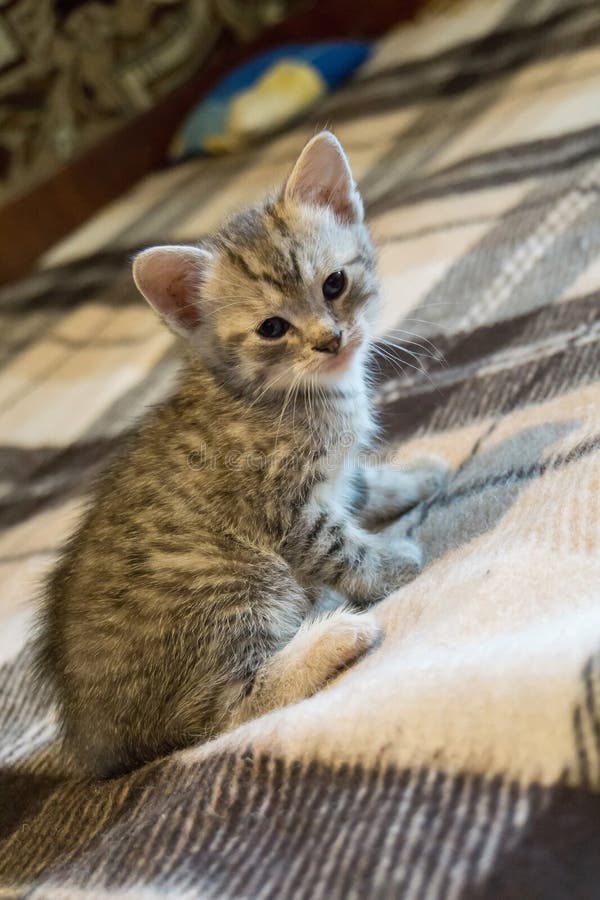 Little Tabby Kitten stock image. Image of british, grey - 71555511