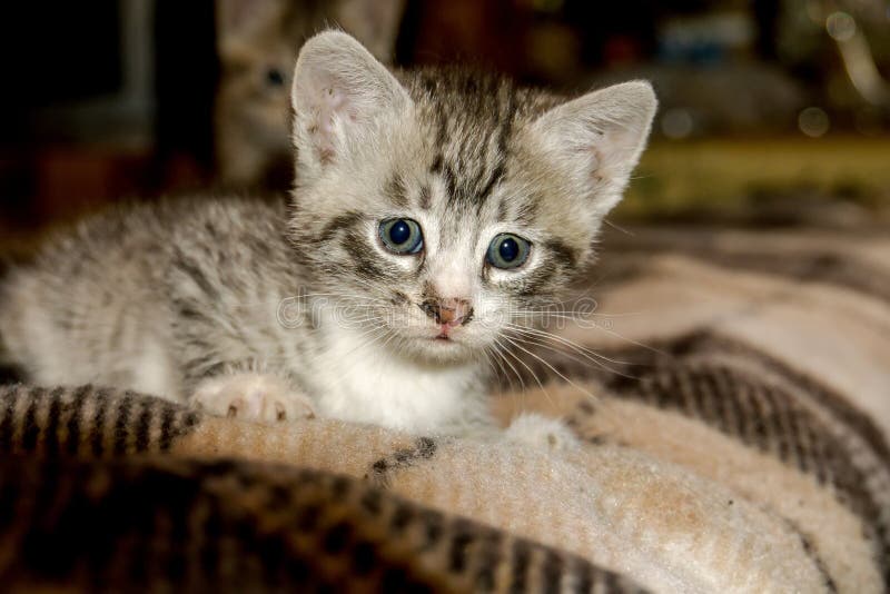 Little Tabby Kitten stock photo. Image of sitting, hair - 72499820
