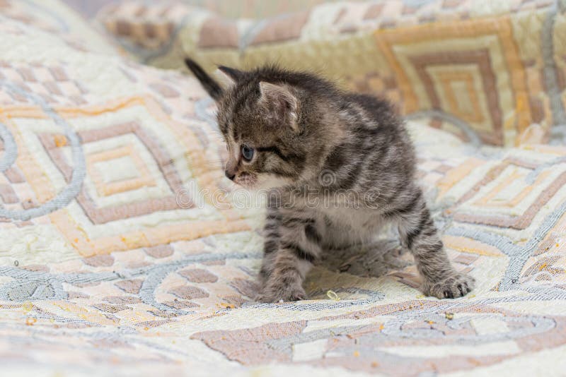 Little Tabby Kitten at Home on a Plaid Stock Photo - Image of haired ...