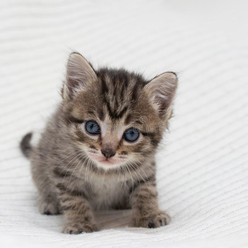 Little Tabby Kitten at Home on a Plaid Stock Image - Image of cute ...
