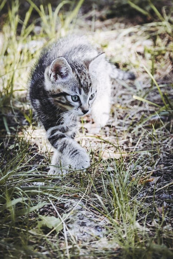 Little Tabby Kitten Playing Outside in the Garden Stock Photo - Image ...