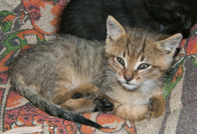 Little tabby kitten stock photo. Image of adorable, domestic - 78867326