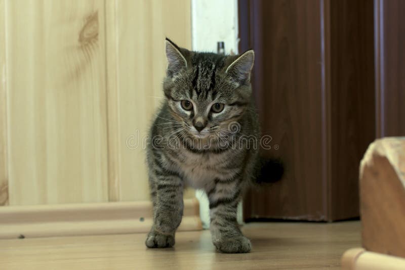 Little tabby kittens stock image. Image of feline, shot - 80187791
