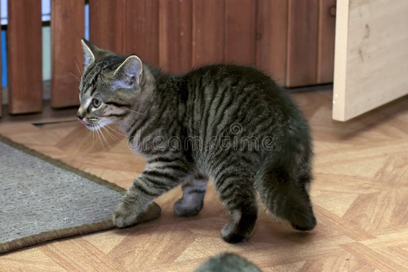 Little tabby kittens stock image. Image of game, sitting - 80188079