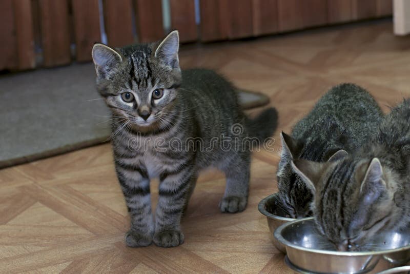 Little tabby kittens stock image. Image of isolated, animal - 80188199