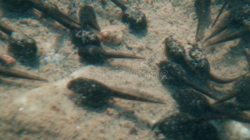 Little Tadpoles Swimming in the Pond Stock Footage - Video of ...