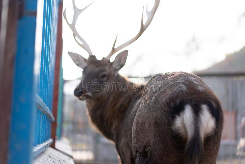 Little Tail of a Deer Turned Back Stock Photo - Image of american, away ...