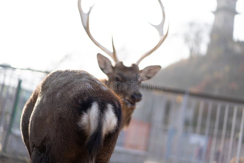Little Tail of a Deer Turned Back Stock Photo - Image of mating, male ...