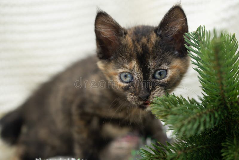 Little Tech-colored Kitten Ships Spruce Stock Photo - Image of year ...