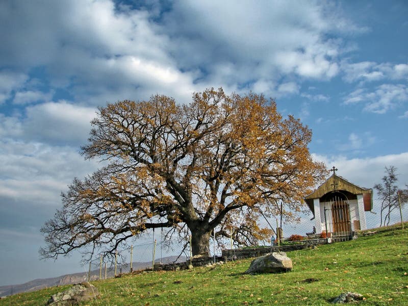 Little temple and big tree stock photo. Image of spiritual - 12107440