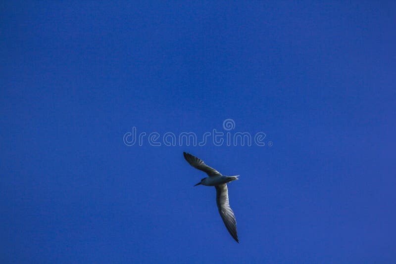 Little Tern is Flying in the Sky. Stock Photo - Image of beautiful ...