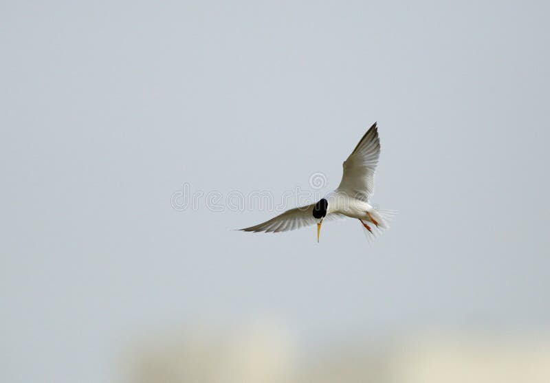 Little tern hovering stock photo. Image of hover, creature - 83459508